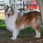 Adoptable Collies « Collie Rescue of the Carolinas