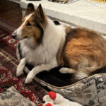 Adoptable Collies « Collie Rescue of the Carolinas