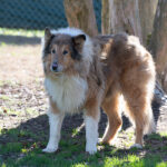 Collie Rescue of the Carolinas
