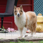 Adoptable Collies « Collie Rescue of the Carolinas