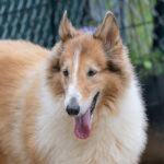 Adoptable Collies « Collie Rescue of the Carolinas